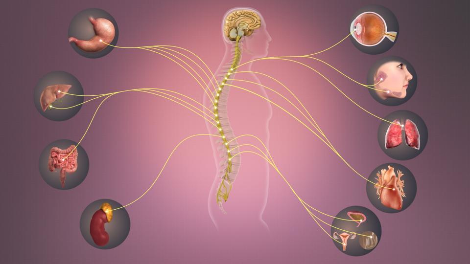 Stimulating The Vagus Nerve May Reverse Chronic Inflammation