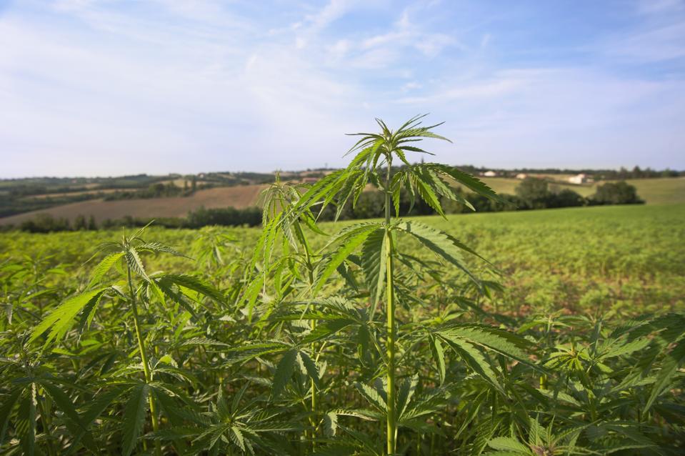 U.K. Halts Imports From Only Hemp Farm On British Isles