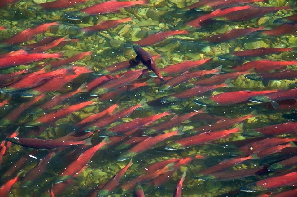 Billions In Conservation Spending Fail To Recover Wild Salmon In ...