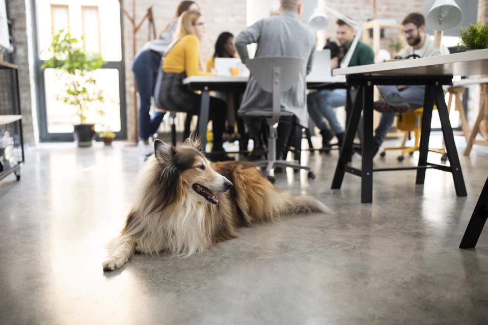 How Dog-Friendly Policies Boost Return-To-Office Rates