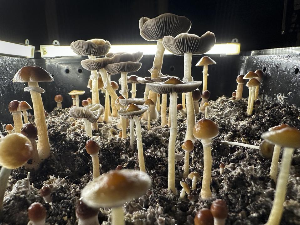 One Dose Of Psychedelic Psilocybin Reduced Depression Symptoms For 6 Weeks
