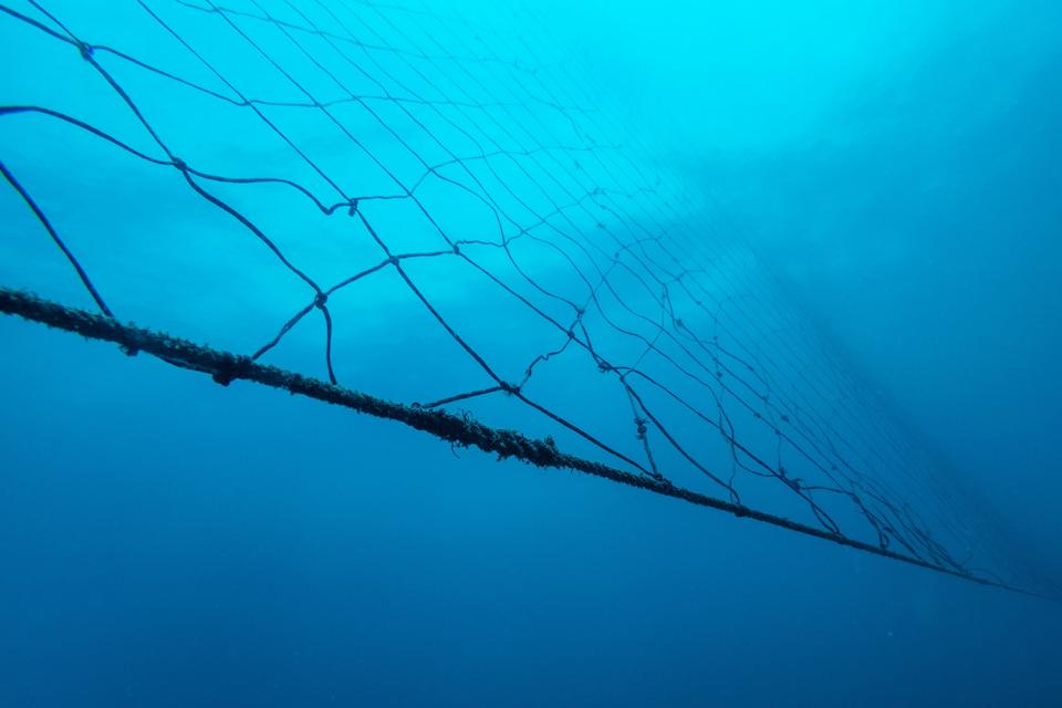 Debate Over Shark Nets Intensifies As NSW Prepares For Their Return