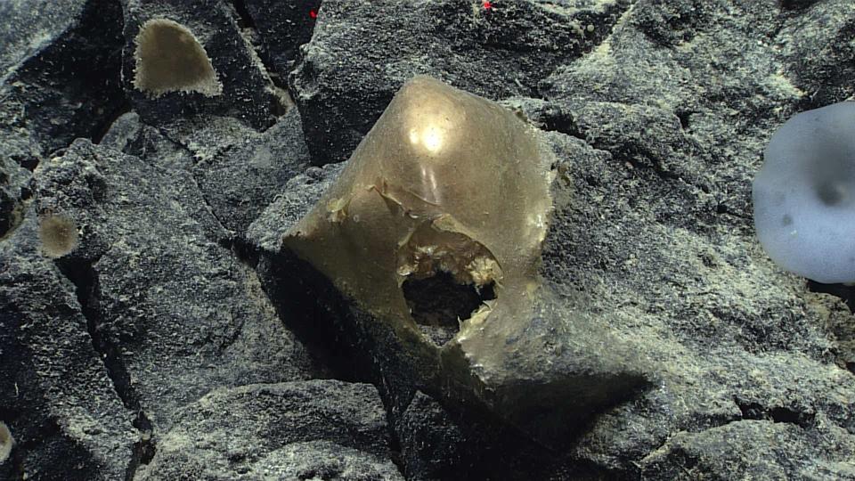 Scientists Discover Mysterious ‘Golden Orb’ On Ocean Floor
