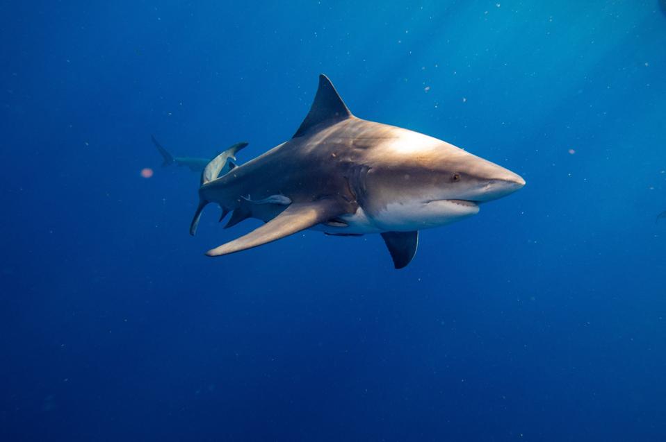 Bull Sharks' Remarkable Adaptation To Landlocked Life Revealed