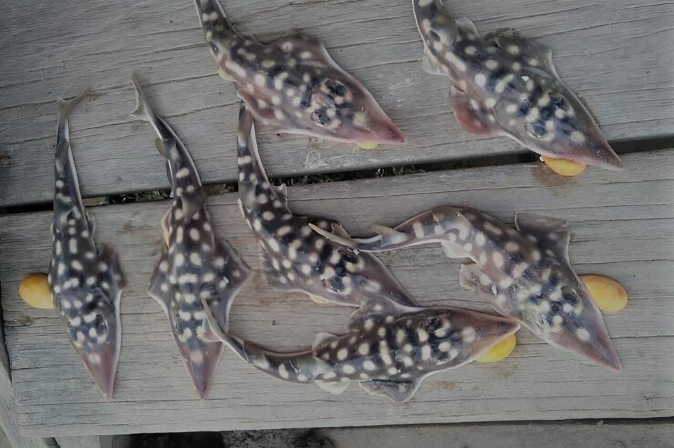 International Team Embarks On Quest To Save Elusive Shark Relative