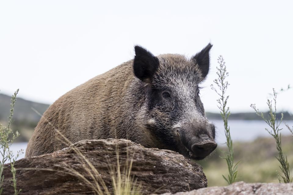 Hunting For The Wild And Feral Pigs Ravaging Argentina & South America
