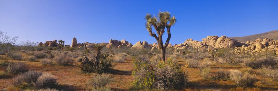 Poetry In Joshua Tree National Park