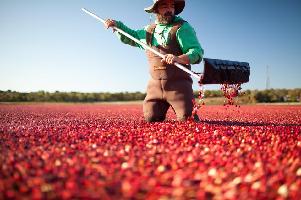 12 Cranberry Bogs You Can Visit This Fall