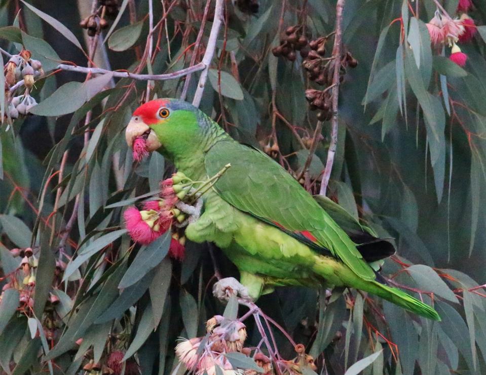 An Endangered Mexican Parrot Is Thriving In Urban Areas Of South Texas