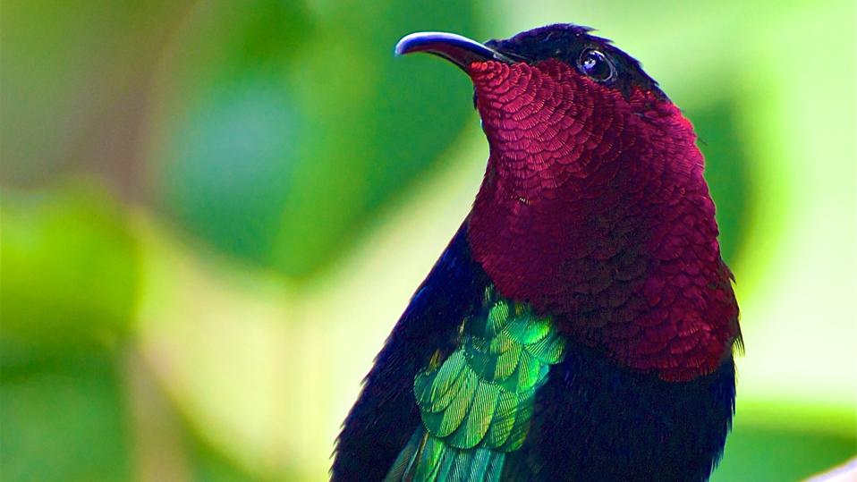 Celebrate The Biodiversity Of The Caribbean At This Year’s Saba Bird Fest