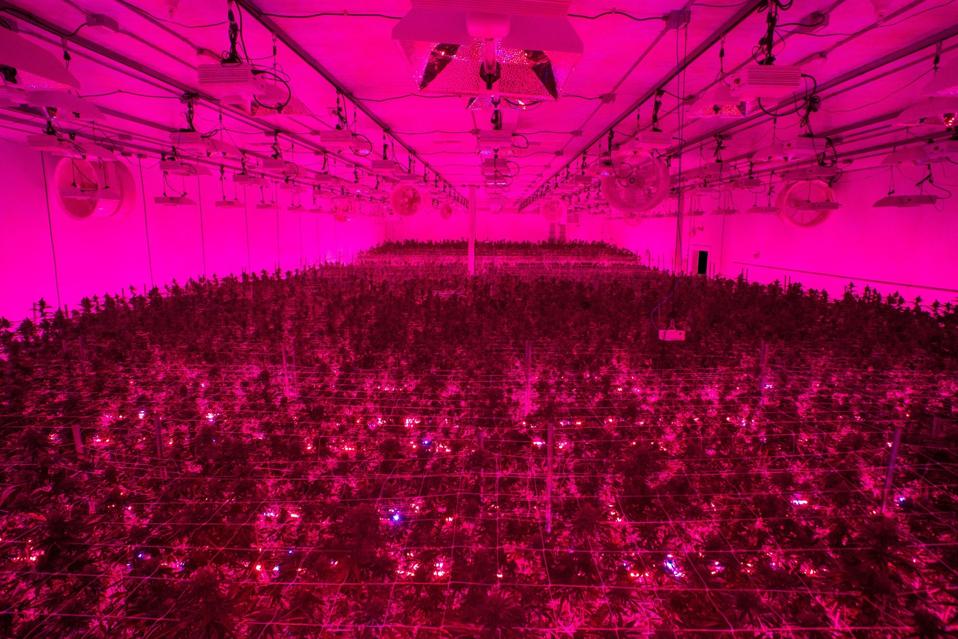 A Devoted Fanbase Orbits Cannabis Brand Alien Labs. Here’s Why.