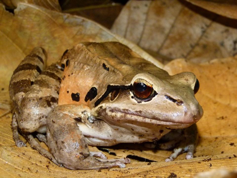 Giant Caribbean Mountain Chicken Frog On The Brink Of Extinction