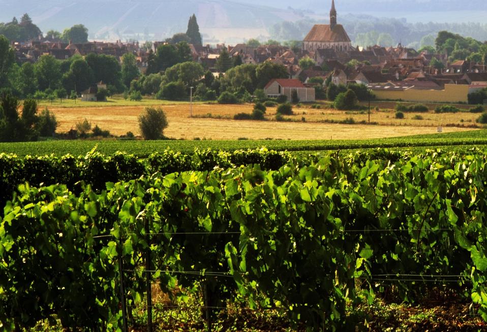 Discover New English Gin From Upcycled French Wine Grapes