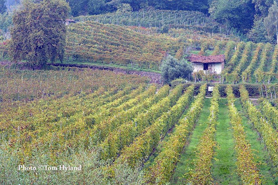 Alto Piemonte—Distinguished Wines From The ‘Other’ Piedmont
