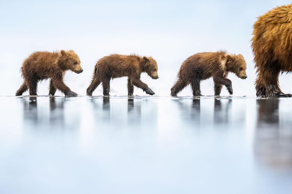 Wild Animals In Beautiful Photos: 25 Winners Of Nature Photography Contest