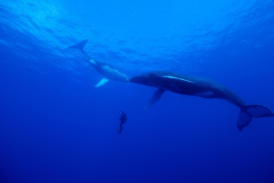 Kim Jeffries Describes Capturing ‘Incredible Animal Journeys’