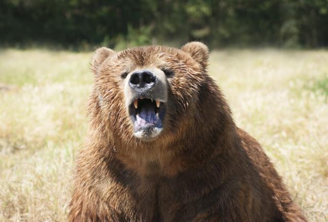 Could Human Beings Domesticate Bears?