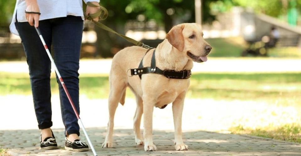 Halo Collar’s Ken Ehrman Talks Pet Tech Study, Making Pet Care ...