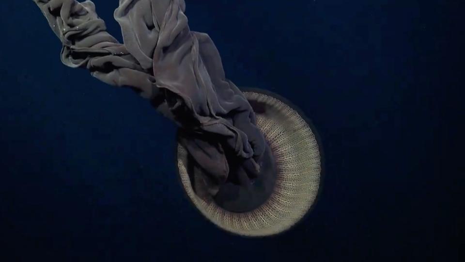 See A Rare ‘Ghostly Giant’ Jelly Dance In The Ocean Deep