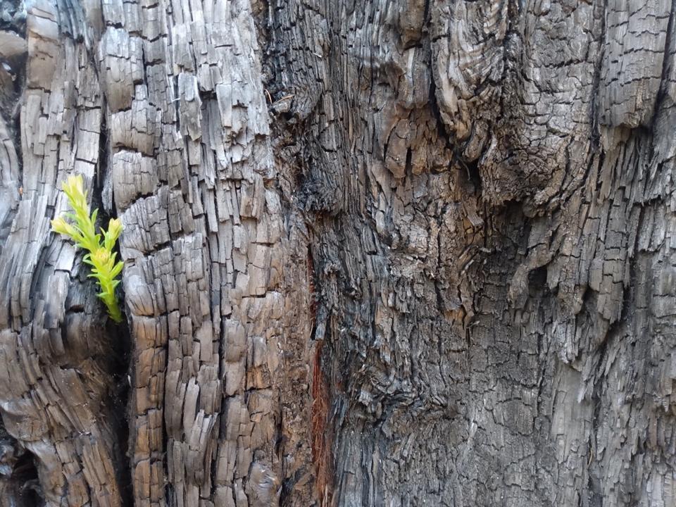 Redwood Trees Torched In Wildfire Sprout New Leaves From Centuries-Old Buds
