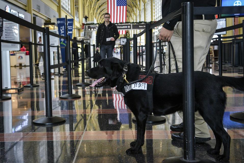 See The Cute, Hard-Working Dogs That Made TSA’s 2024 Calendar