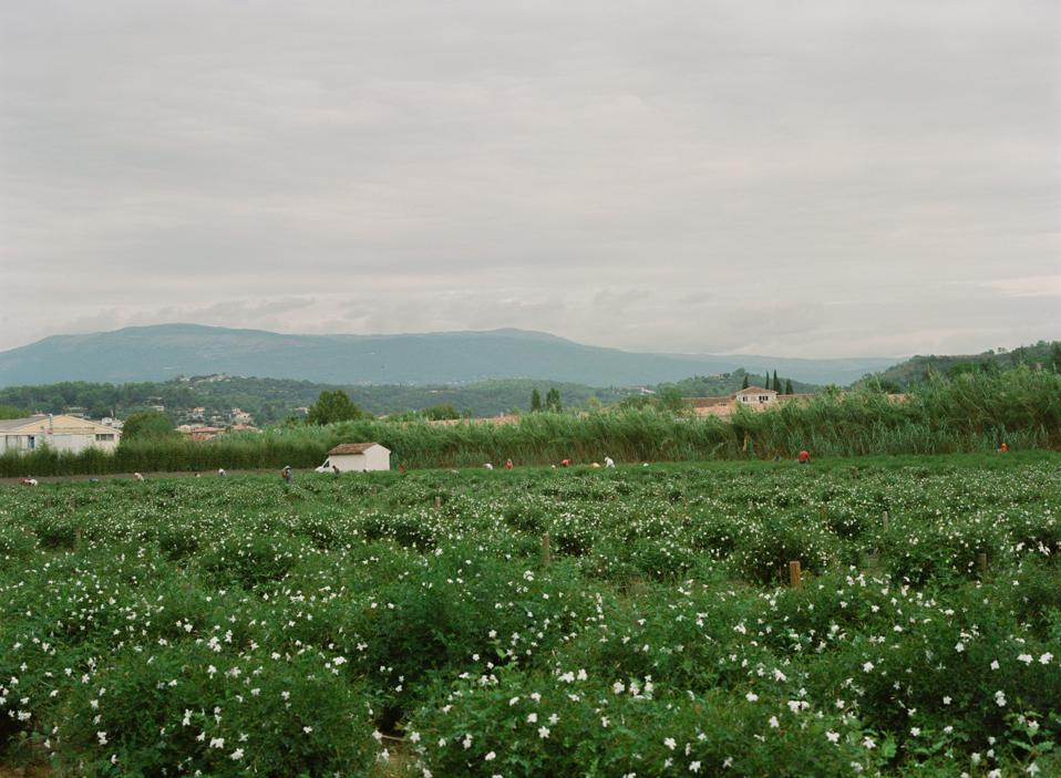 The Story Behind Chanel No. 5’s Jasmine Harvest In The South Of France
