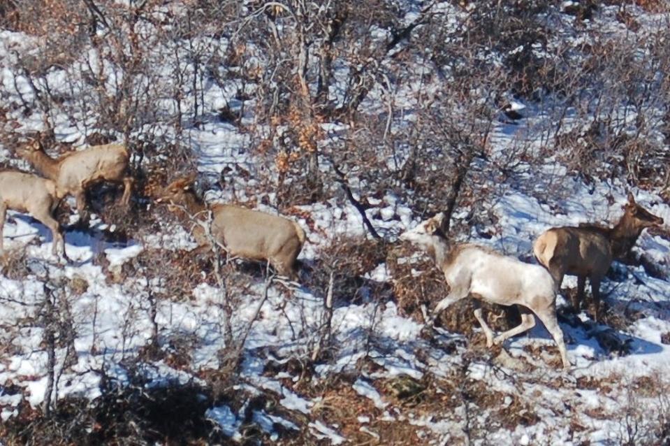 Rare Piebald Elk Spotted In Colorado, And She’s A Beauty