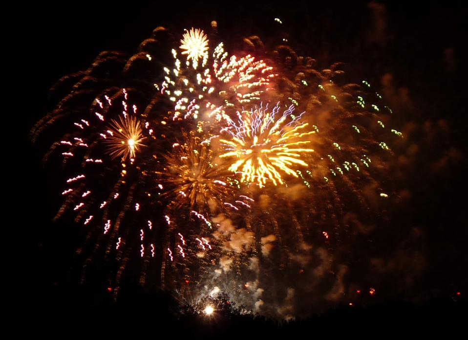 Which Birds Are Most Likely To Freak Out Due To Fireworks Shows?