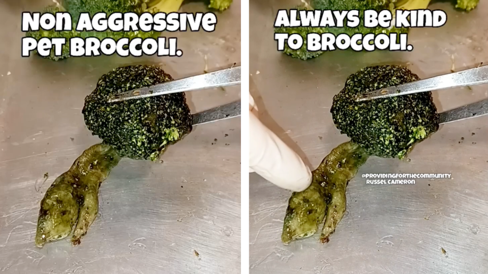Viral Video Of Writhing ‘Lab Broccoli’ Attributed To Bill Gates ...