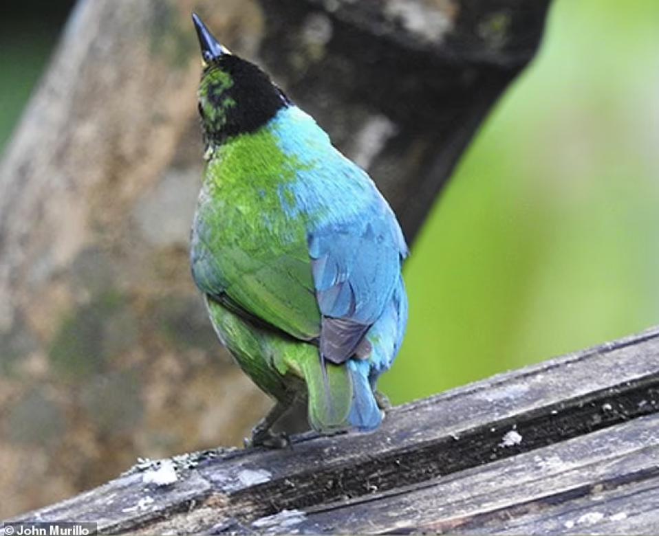 Bizarre Half-Male, Half-Female Bird Captured On Film In Colombia
