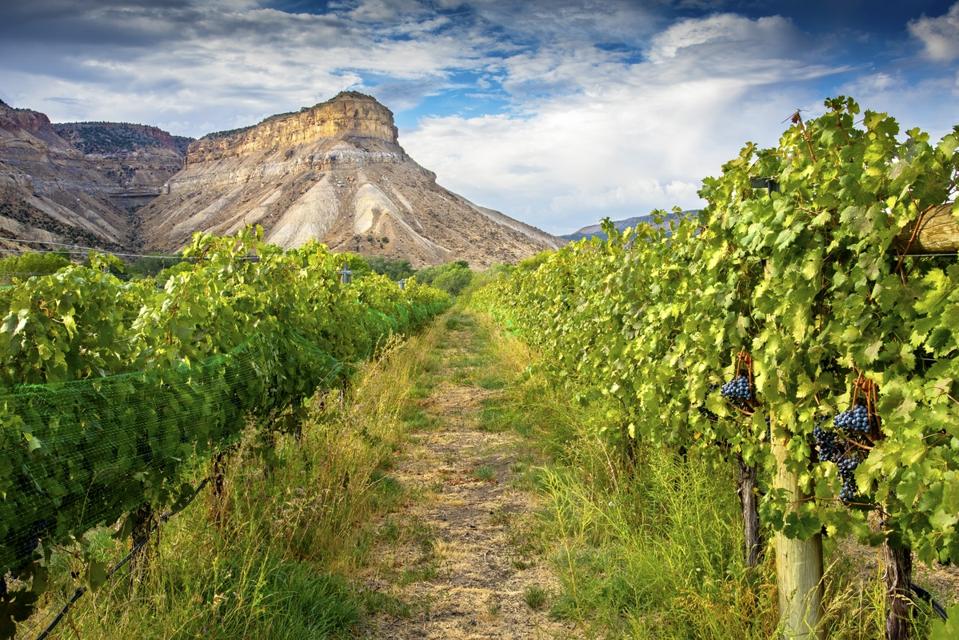 Colorado Wines Hitting High Points