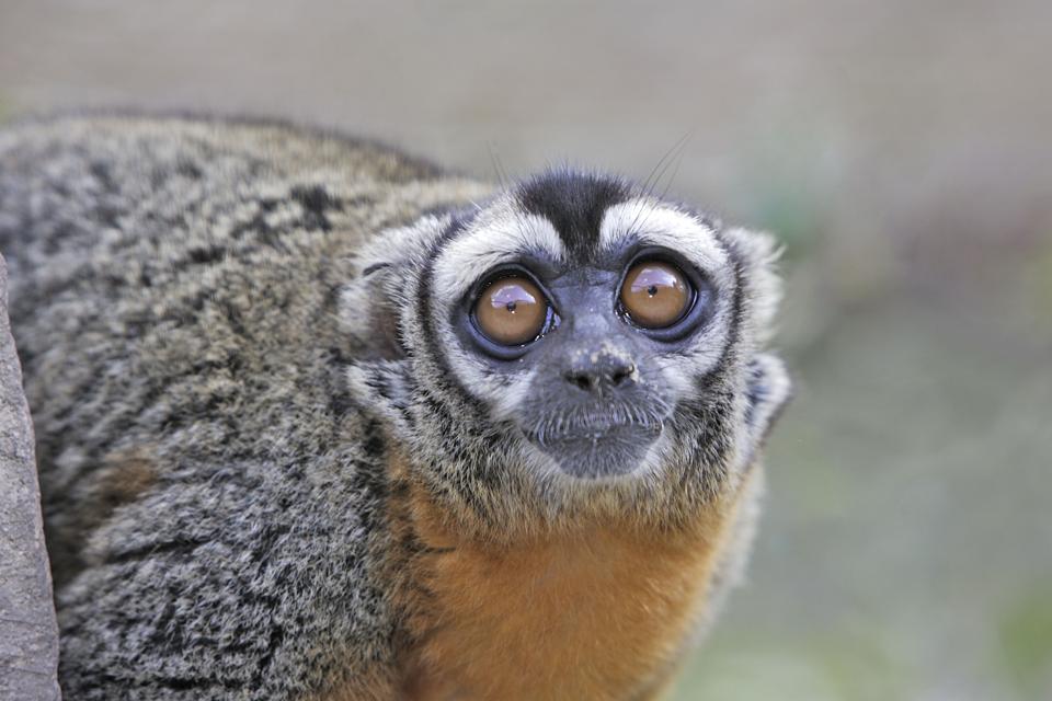 What Happens To Colombia’s Night Monkeys After Biomedical Studies?