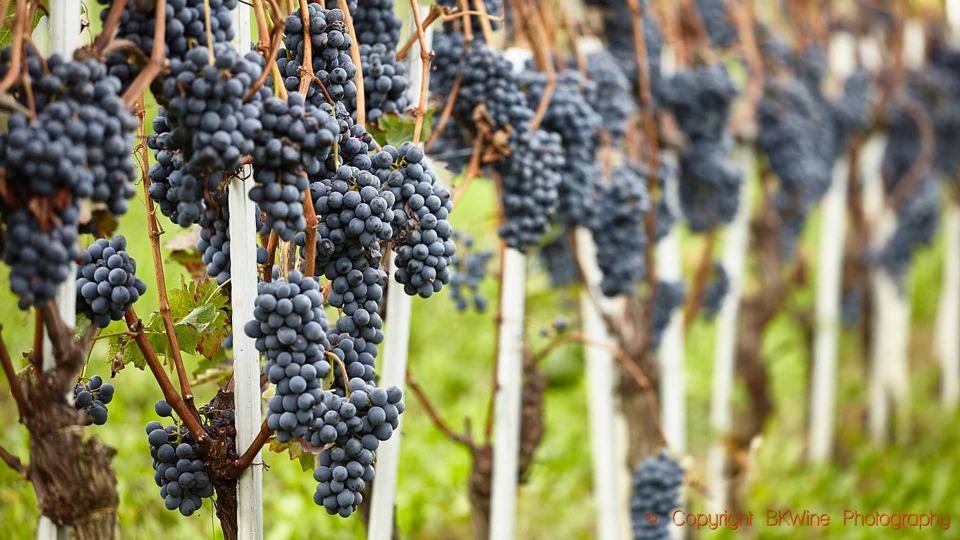 Nebbiolo, The Elegant, Fussy And Tannic Grape Of Barolo And Barbaresco ...
