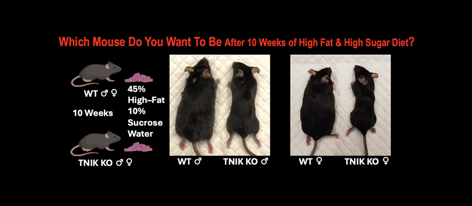 Is There A Drug To Help You Lose Fat And Gain Muscle Without Exercise?