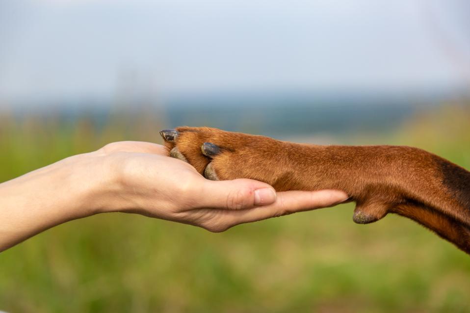 The Dobermans Of The Dow Are An Excellent Hedge For The Magnificent 7