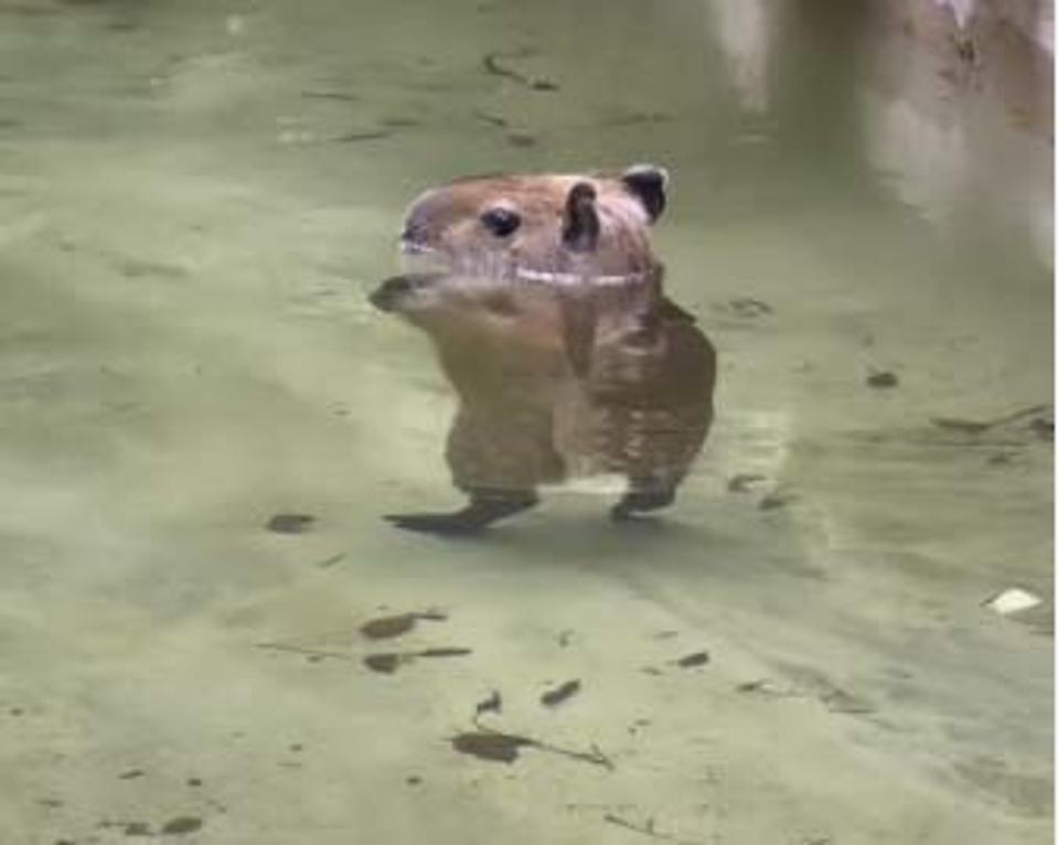 Social Media's Newest Star Is A Baby Capybara Who Dances To Michael Jackson's 'Thriller'