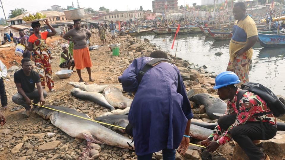 What Is Happening To Ghana’s Endangered Sharks?