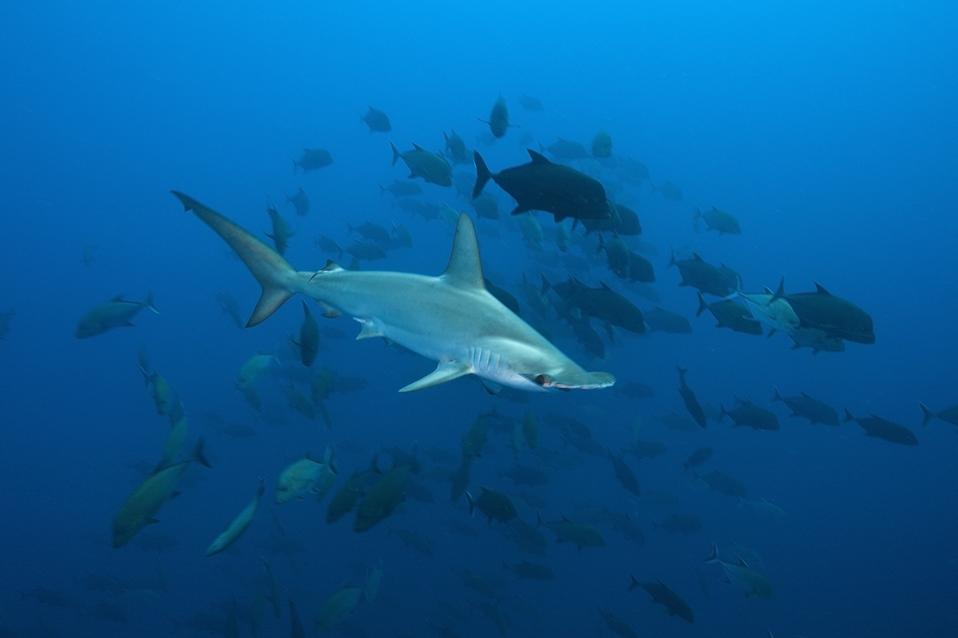 Exploring The Decline Of Hammerheads Through The Eyes Of Local Divers
