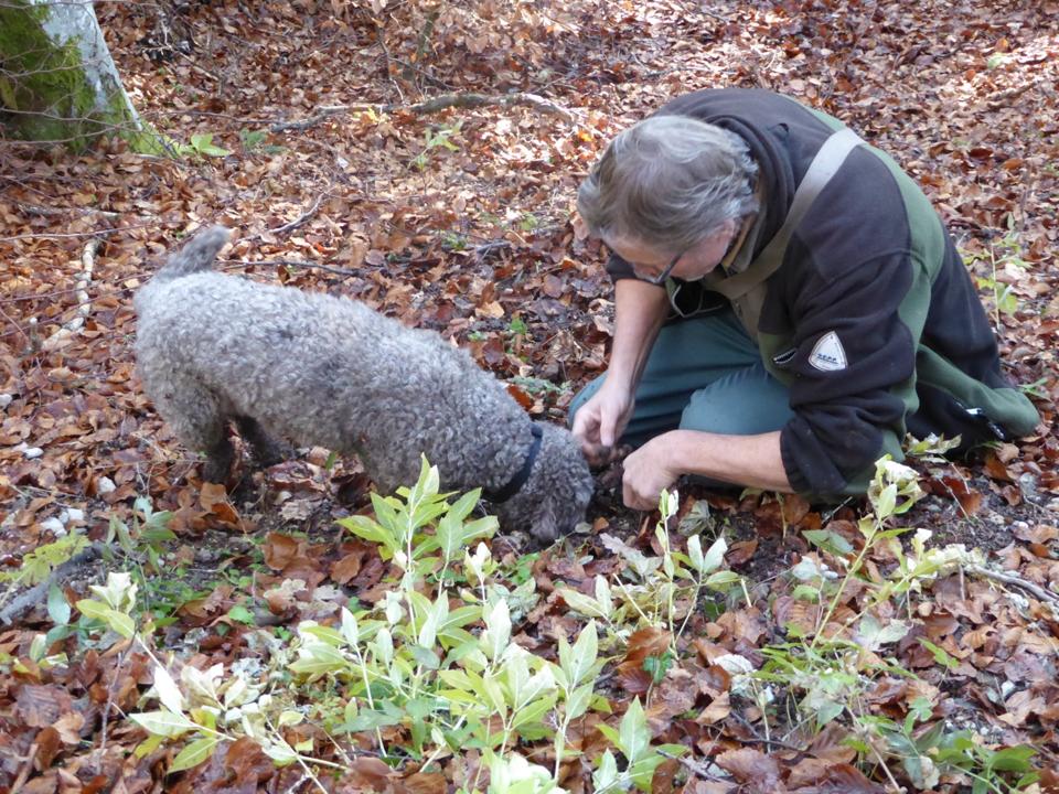 These Truffle-Hunting Experiences Are Winners—By A Nose