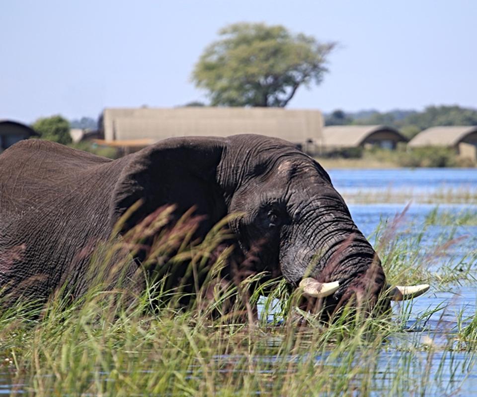 Bookmark These Top Spots In Africa’s KAZA For Adventure And Safari