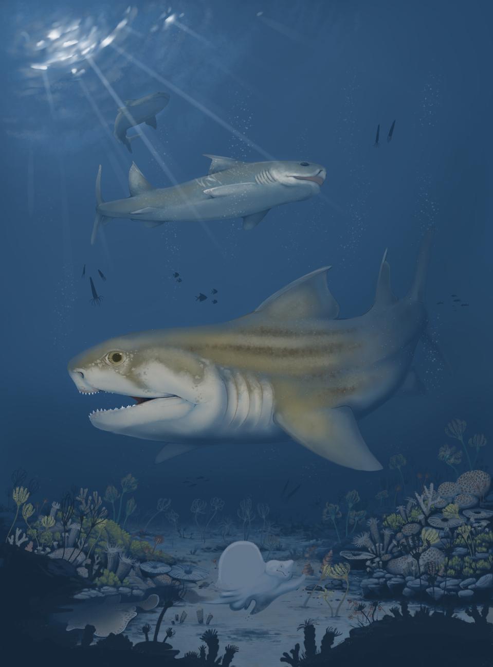 Two New Species Of Ancient Sharks Discovered In Kentucky Cave