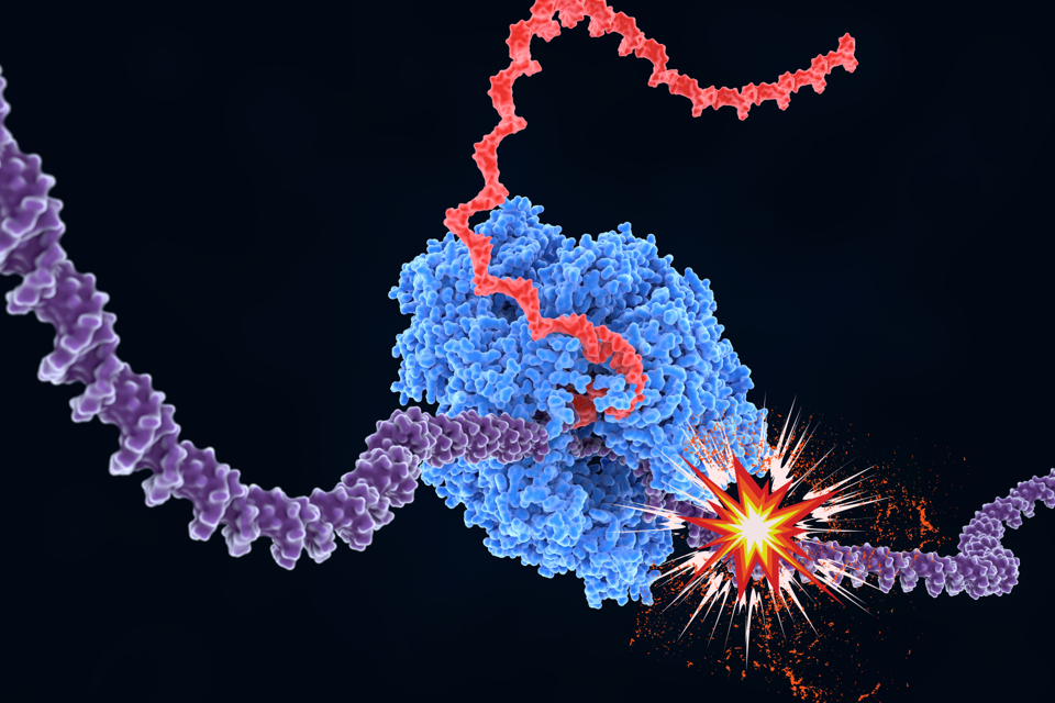 Why Do We Age? DNA Damage A Likely Cause