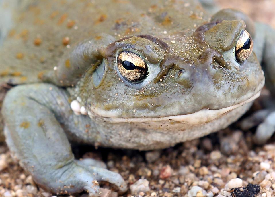 How Predators Defend Against Psychedelic Toads