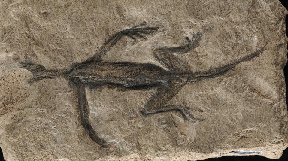 Baffling 280-Million-Year-Old Fossil Hides A Dark Secret