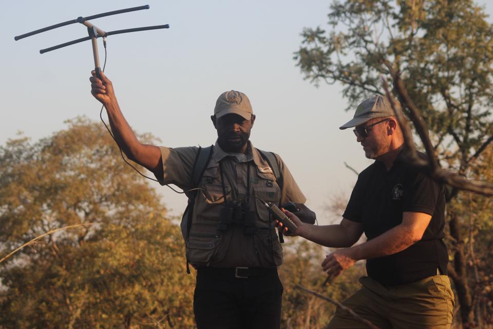 How Can People Learn To Live With Cameroon’s Rare ‘Indomitable’ Lion?