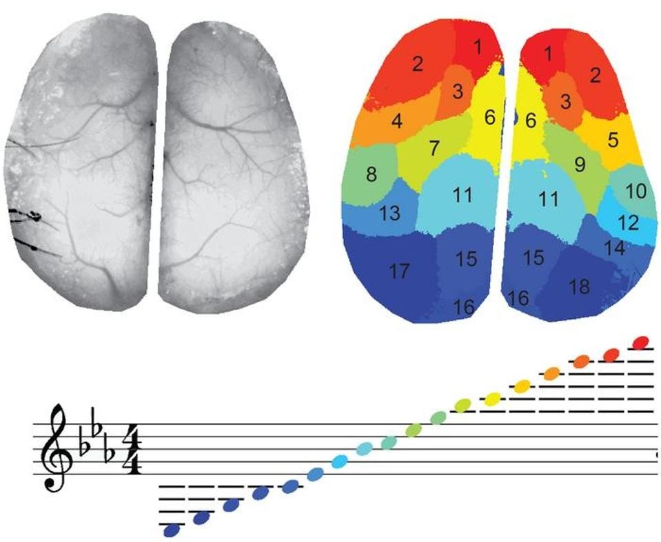 Brain Music To Get More Information From Neuroscience Data