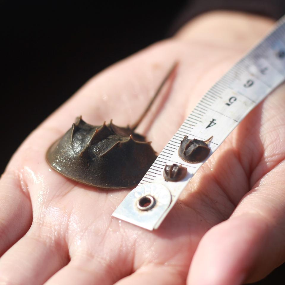 Saving Indonesia’s Horseshoe Crabs: Living Fossils With Blue Blood!