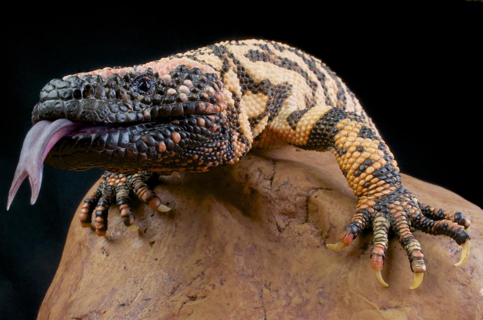 A Scientist Explains The Rare Dangers Of Gila Monster Venom