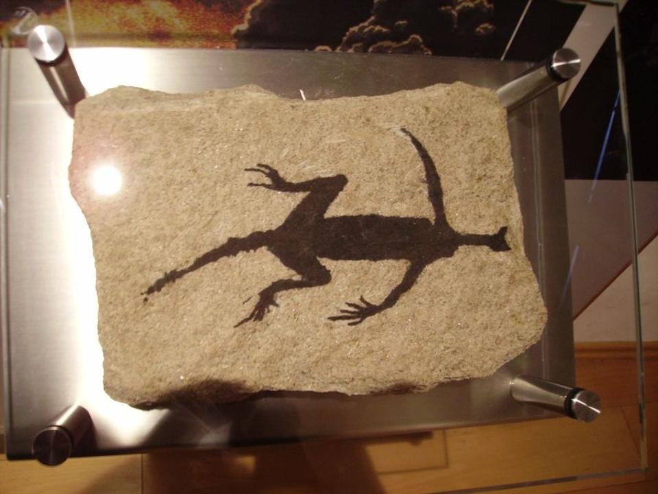 Oldest Fossil Reptile From The Alps Is A Historical Forgery