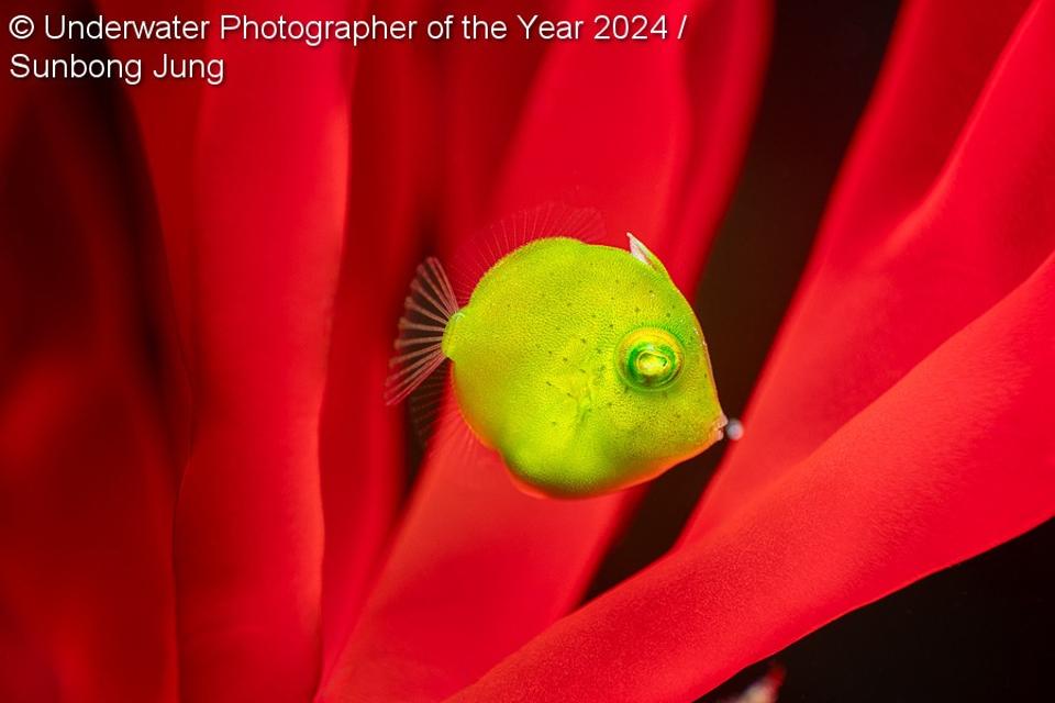 21 Winning Photos Of Underwater Photographer Of The Year Competition